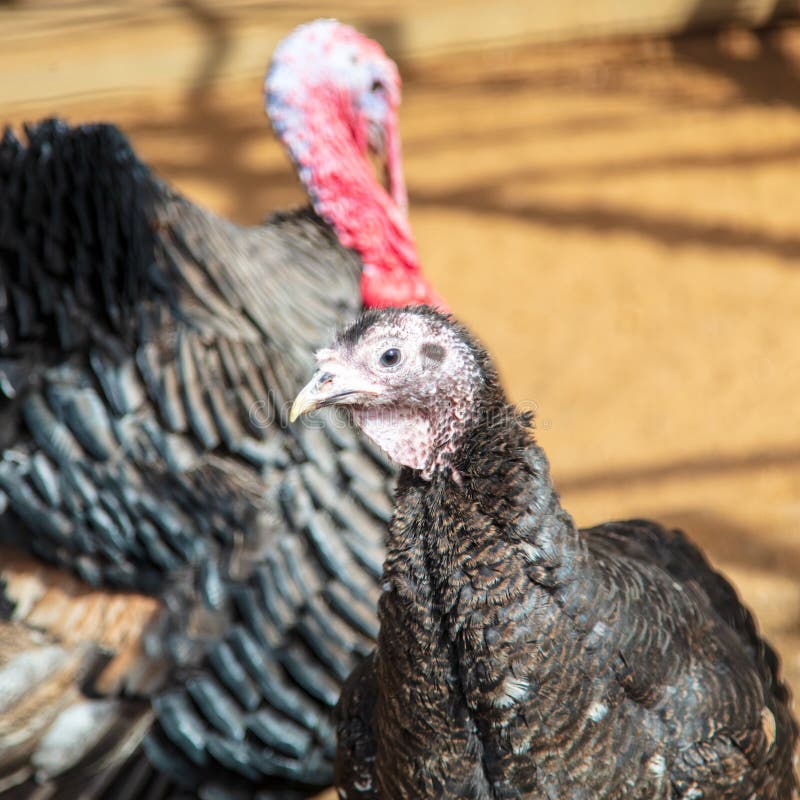 Portrait of a Female Turkey in Nature Stock Image - Image of portrait ...