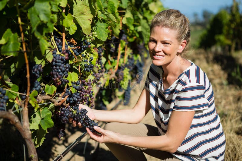 Portrait of Female Vintner Examining Grapes Stock Image - Image of ...
