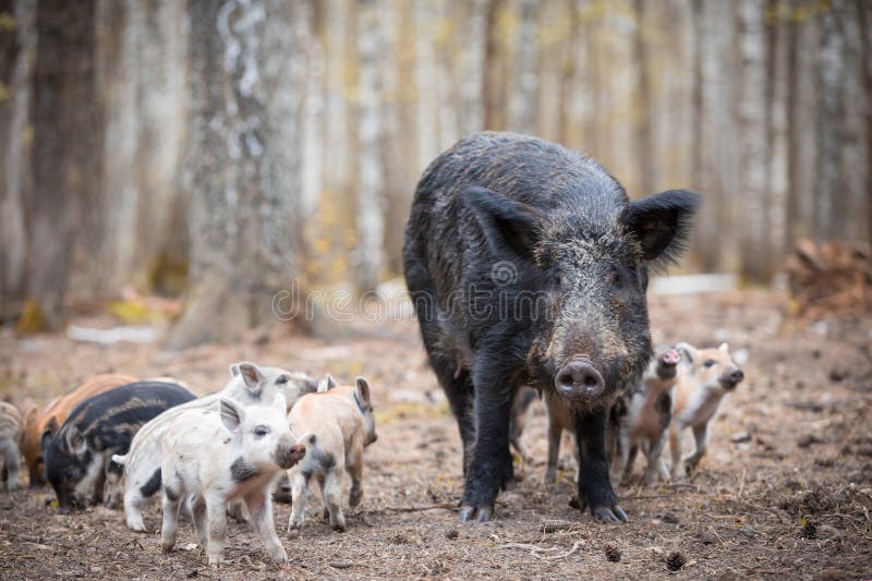 Portrait of a Female Wild Boar with Their Piglets Stock Photo - Image ...