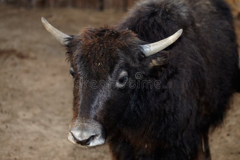 Portrait of a female yak stock photo. Image of female - 14381880