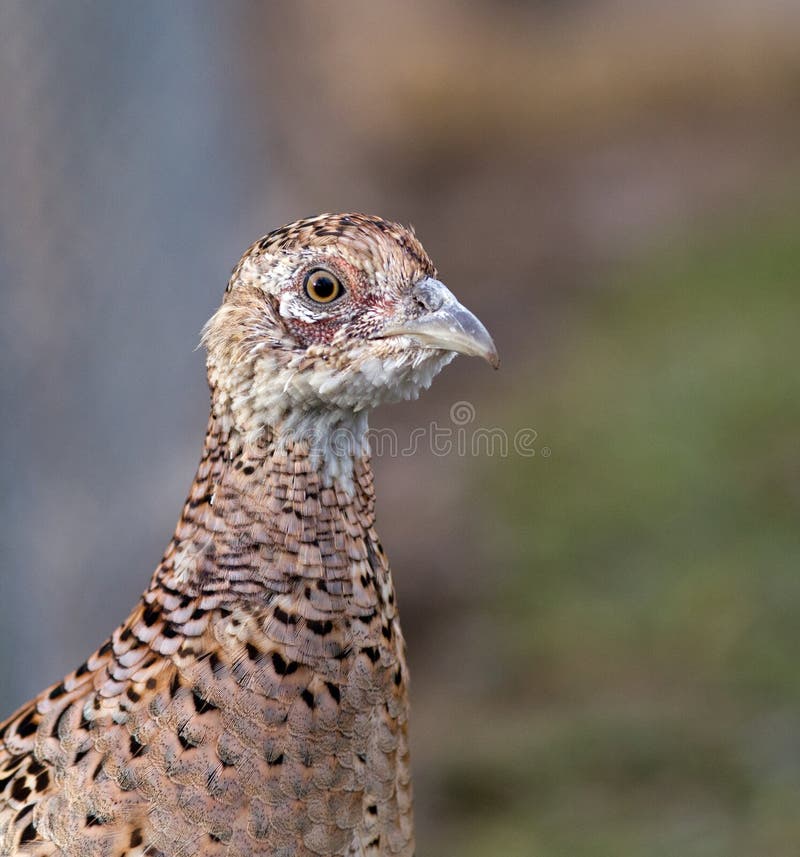 Portrait femelle de faisan photo stock. Image du nature - 65427160