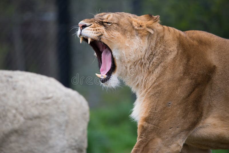 Portrait D'un Grand Lion Panthera Lion Barbara Lion Rugissant Abaisseur ... Portrait D'un Grand Lion Panthera Lion Barbara Lion Rugissant Abaisseur ...