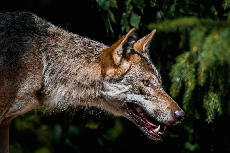1,509 Profil De Loup Photos libres de droits et gratuites de Dreamstime