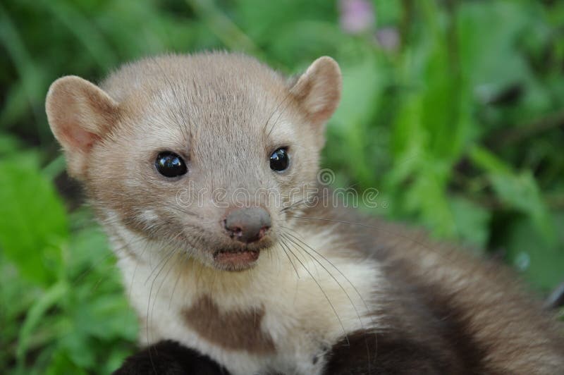Ferret eats banana stock image. Image of animal, cheerful - 29555933