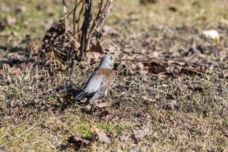 Portrait of fieldfare stock photo. Image of wing, fieldfare - 38404836