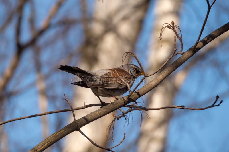 Fieldfare thrush in spring stock image. Image of season - 246229915