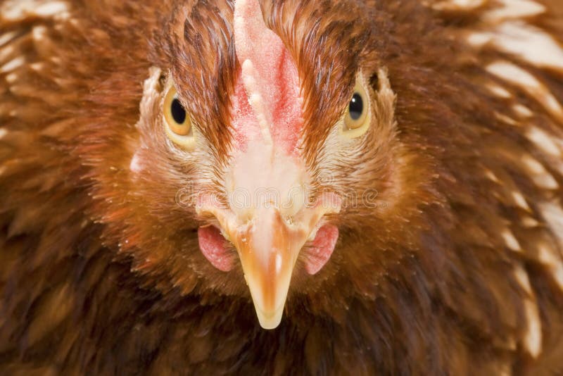 Portrait Of A Fierce Chicken Royalty Free Stock Photography - Image ...