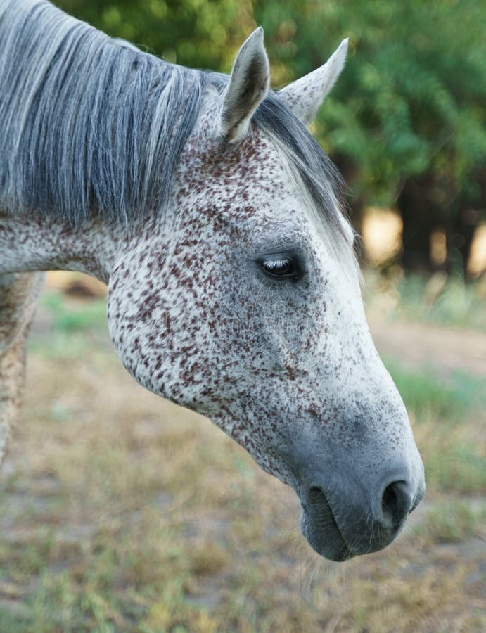 Portrait of Fleabitten Grey Horse of the Arab Breed Stock Image - Image ...