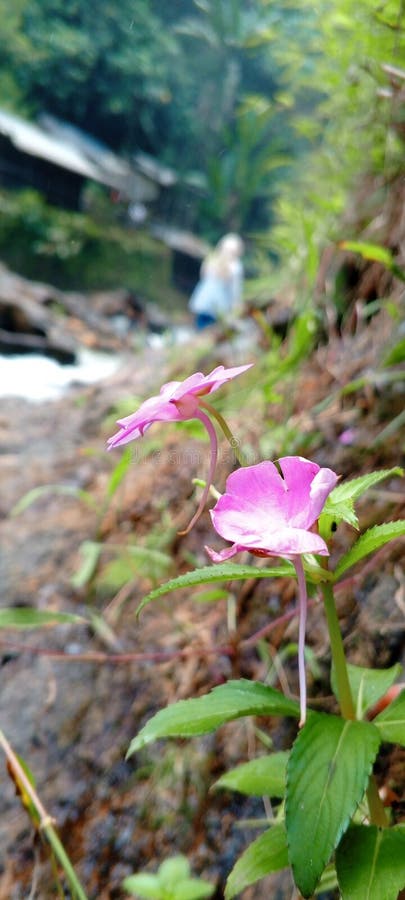 Portrait of Flowers at Bedegung Waterfall, South Sumatra Stock Photo ...