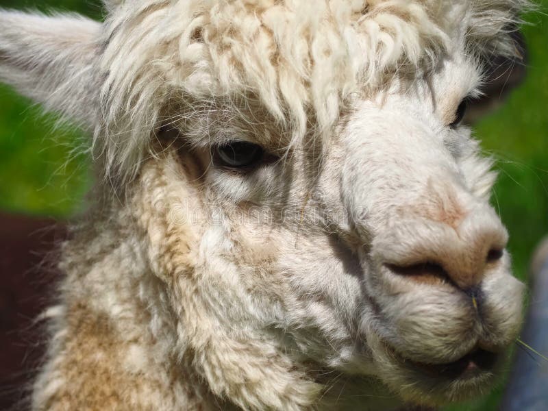 Portrait of a Fluffy Alpaca with White Wool Stock Photo - Image of ...