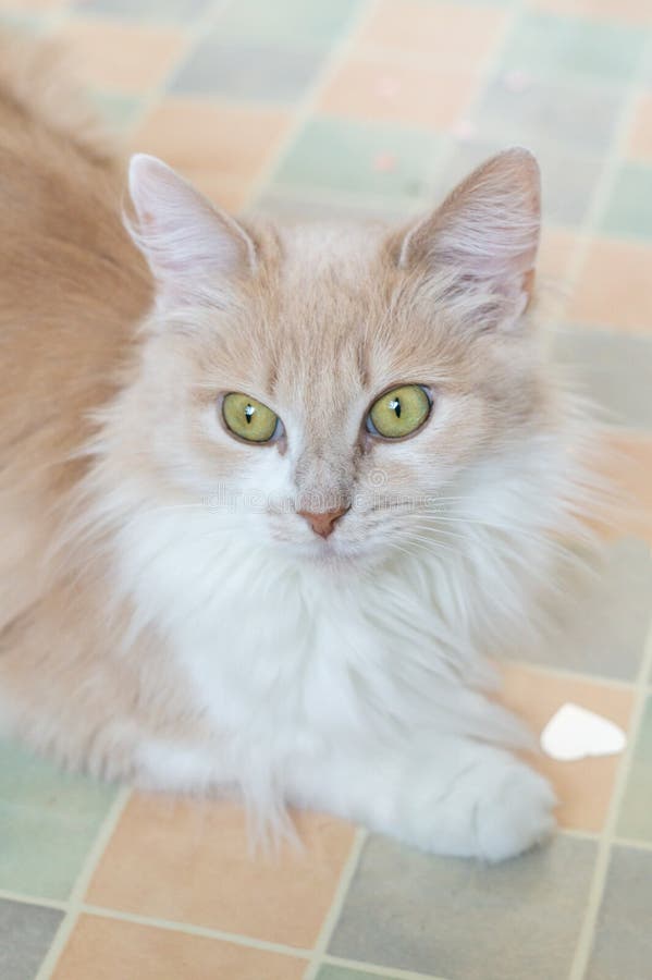 Portrait of a Fluffy Beige Cat with Green Eyes Stock Image - Image of ...