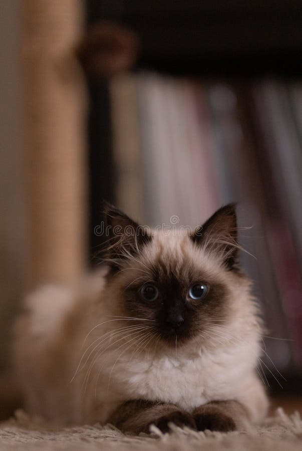 Portrait of a Fluffy Birman Cat with Deep Blue Eyes Stock Image - Image ...