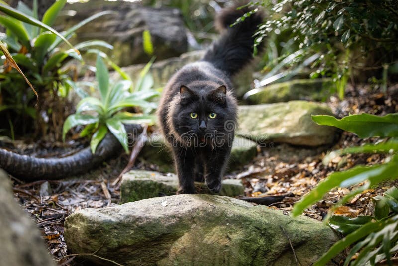 Portrait of a Fluffy Black Cat Exploring a Lush Tropical Garden Stock ...