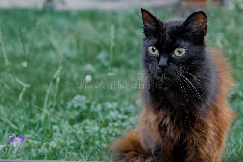 Portrait of Fluffy Black and Red Cat Sitting Outside Stock Image ...