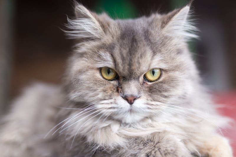 Portrait of fluffy cat stock image. Image of face, persian - 89887183
