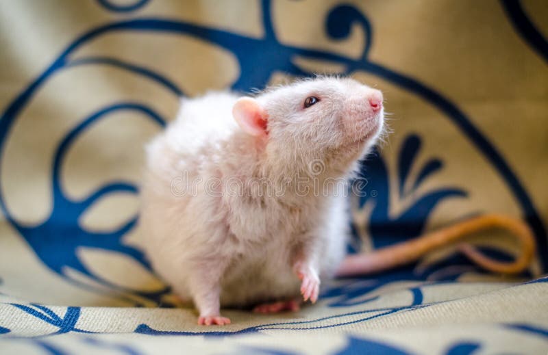 Fluffy Cute Pet Beige Rat on Blanket Background Stock Photo - Image of ...
