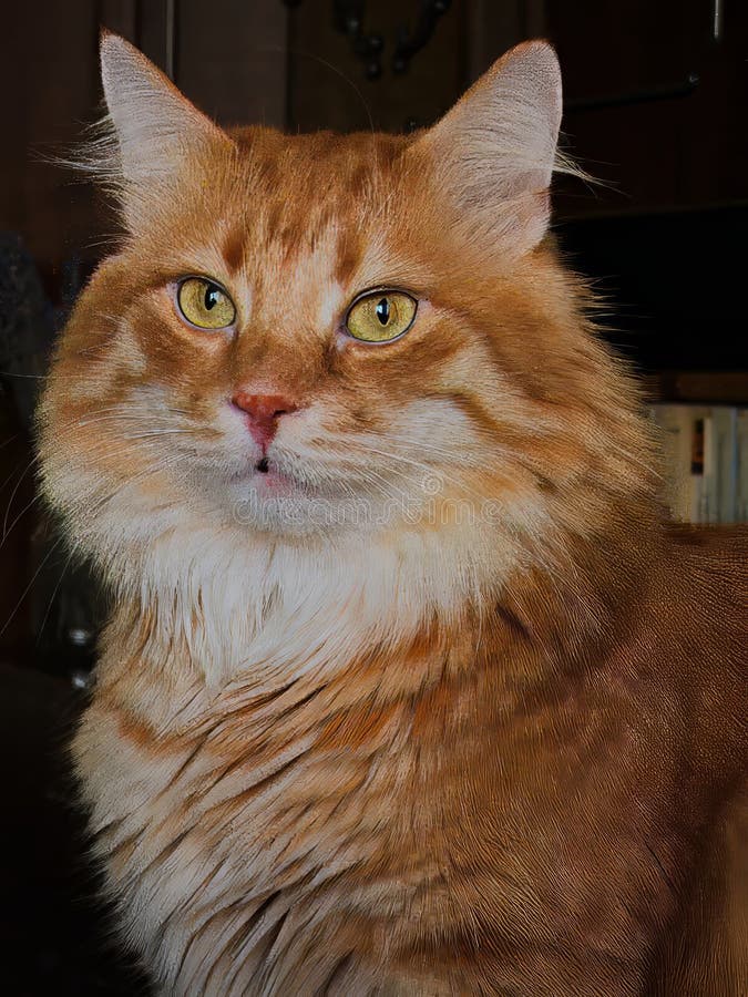 Portrait of a Fluffy Ginger Cat with Intense Amber Eyes Staring into ...