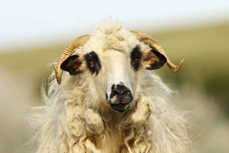 Fluffy ram with horns stock image. Image of mammal, adult - 148696547