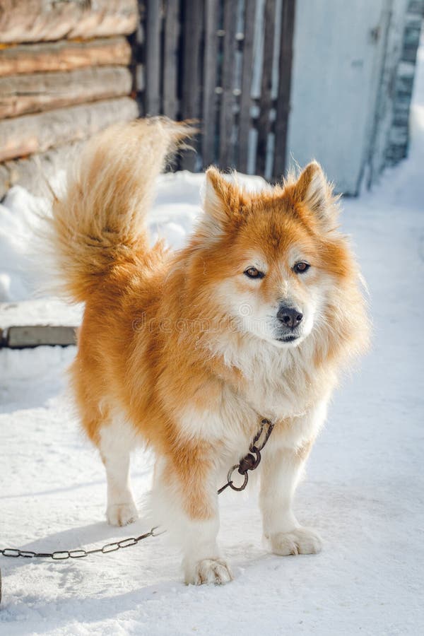 Fluffy Red Chained Dog Outdoors in Winter on Snow Looking Stock Image ...