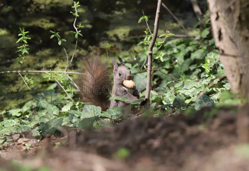 Squirrel with walnut stock photo. Image of eating, forest - 55188980