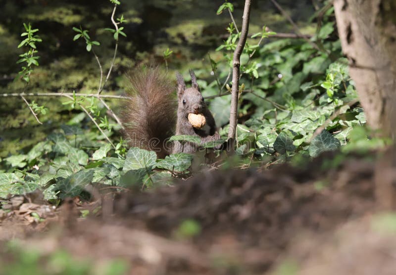 Squirrel with walnut stock image. Image of carries, walks - 27853997