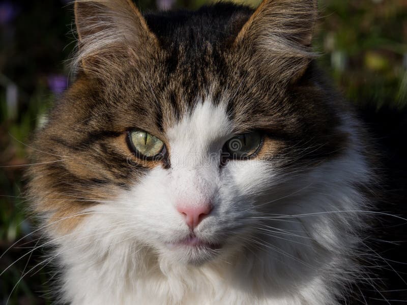 Portrait of a Fluffy Tabby Tom Cat Stock Photo - Image of furry, beauty ...