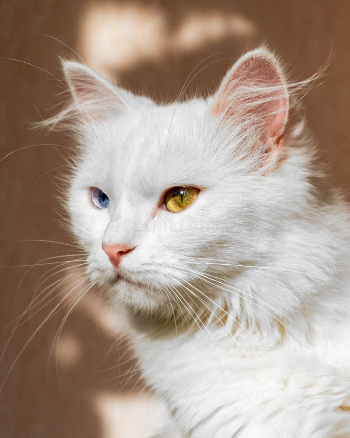 Portrait of a Fluffy White Turkish Angora Cat with Different Eyes Stock ...