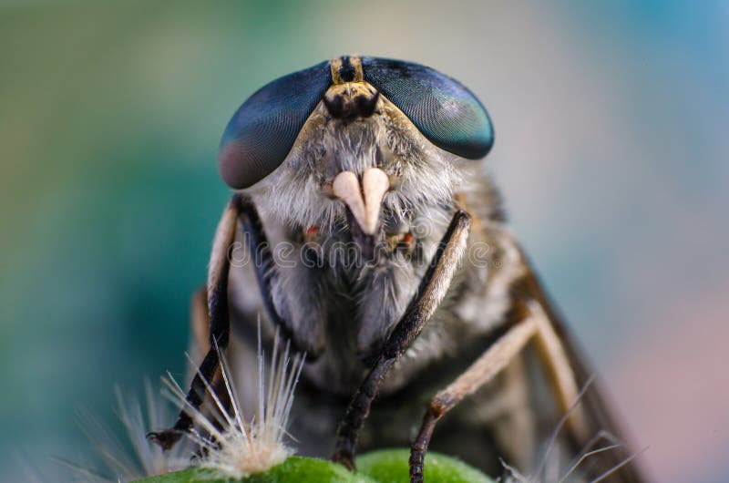 Portrait of a fly close up stock photo. Image of creepy - 84440532