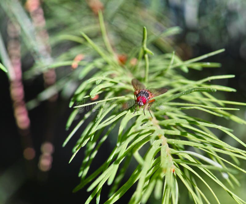 Portrait fly in the forest stock image. Image of closeup - 186872023