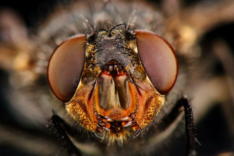 Portrait of Fly. Front View Stock Photo - Image of compound, insect ...