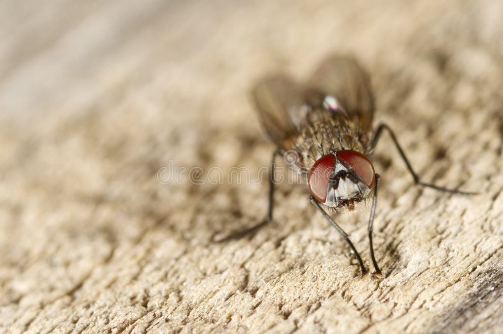 Portrait of a fly on wood stock photo. Image of beetle - 55741732