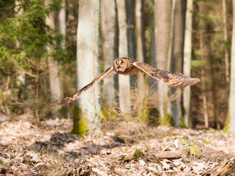 Portrait of Flying Long-eared Owl - Asio Otus Stock Image - Image of ...