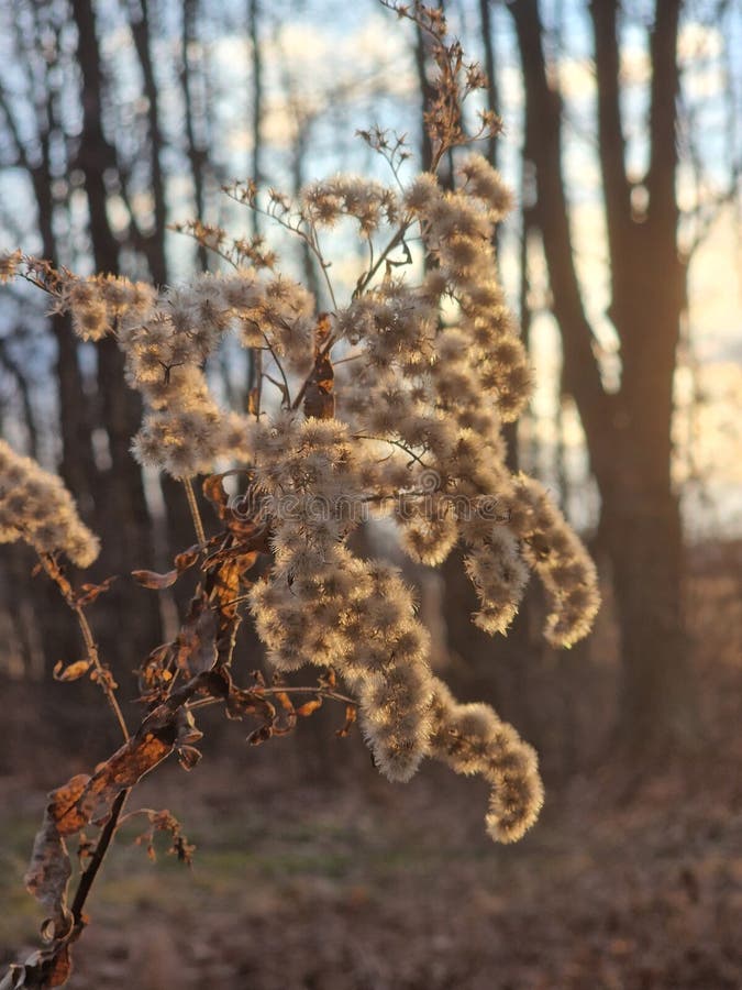 Portrait of the Forest Plant on Sunset Stock Image - Image of sunset ...
