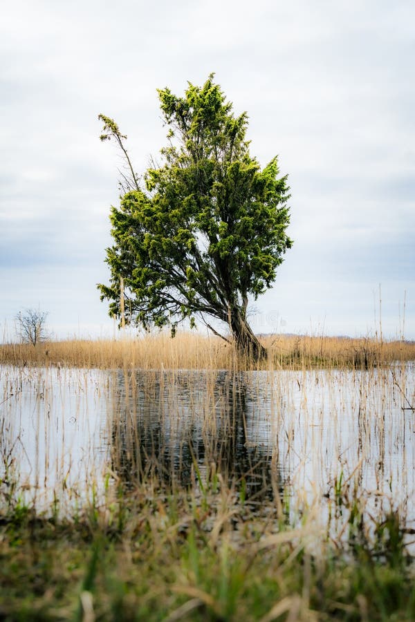 Portrait Format of Single Tree in the Wetlands Surrounded by Reeds on ...