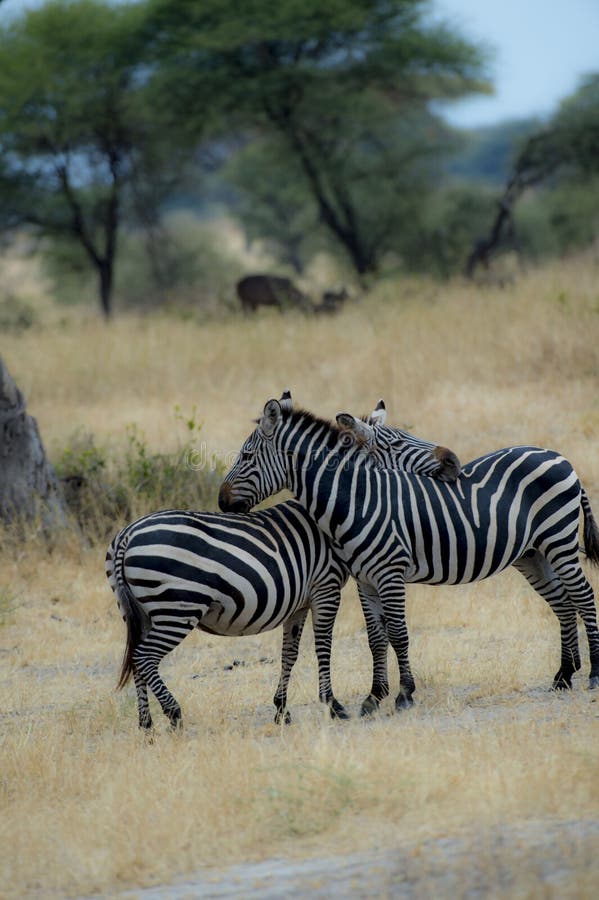 Portrait Format of Two Zebra. One Zebra Has Head Resting on the Back of ...