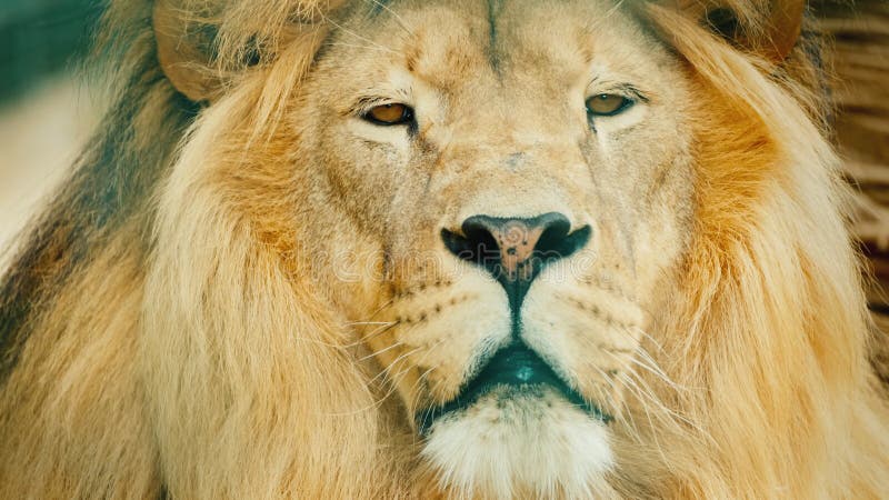 Portrait of a Formidable African Predator - a Lion Stock Footage ...