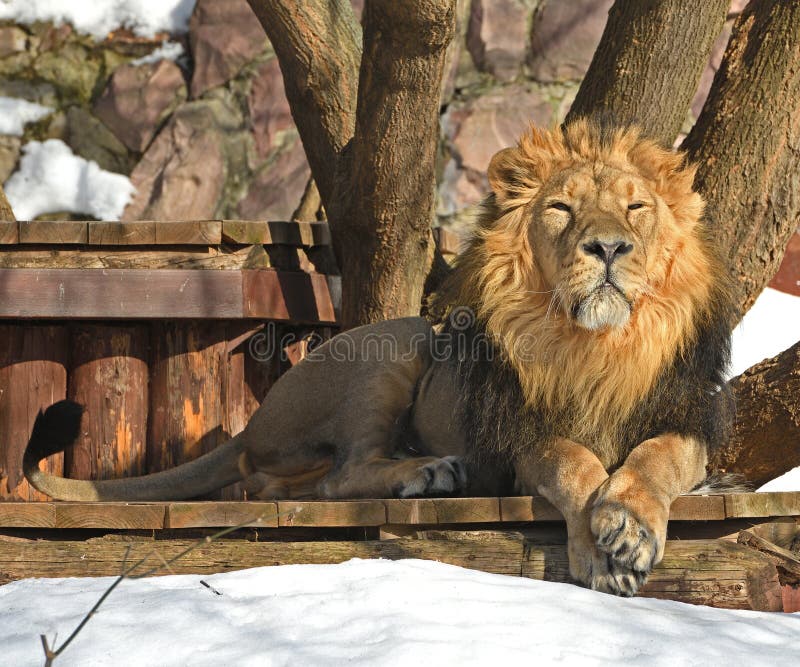 Portrait of Formidable and Scary Lion in Winter Stock Image - Image of ...