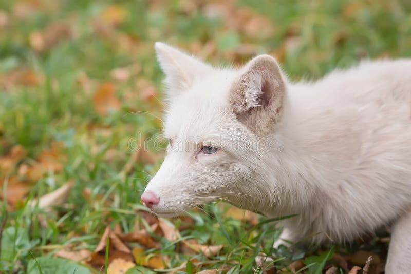 Portrait of a Fox. the Color is White Stock Photo - Image of eyes ...