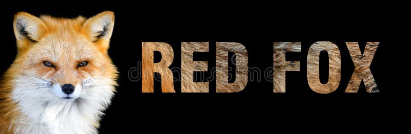 Fox Name Plate Stock Illustrations – 269 Fox Name Plate Stock ...