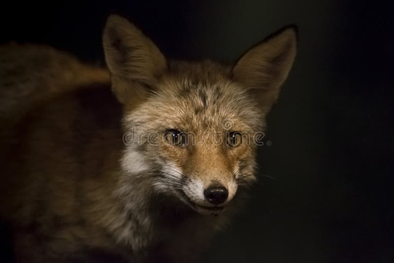 Portrait of a fox at night stock image. Image of foxy - 167577187