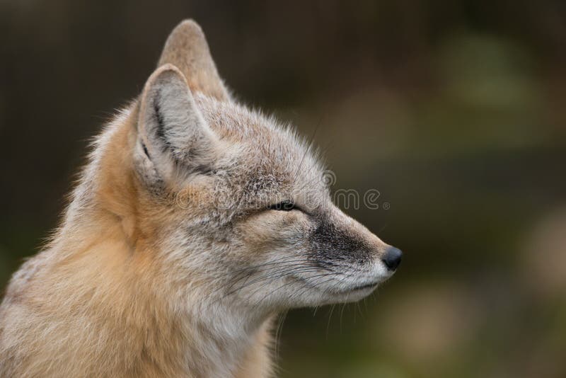 A Portrait of a fox. stock image. Image of portrait - 121299901