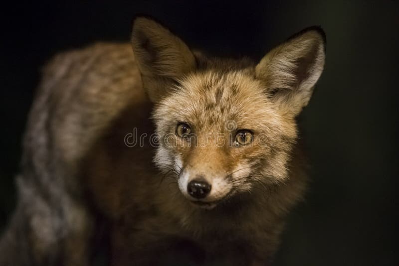 Portrait of a foxÂ´s head stock photo. Image of foxy - 167577444