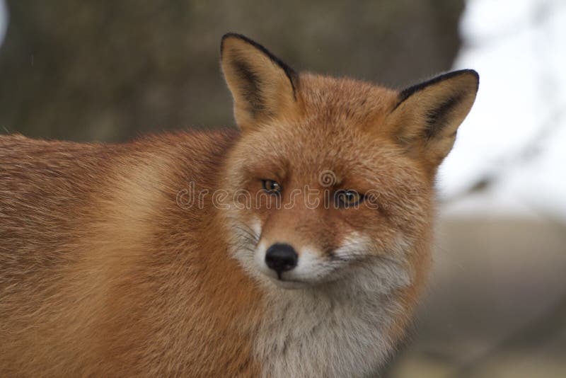 Portrait fox very close stock photo. Image of headshot - 119285070