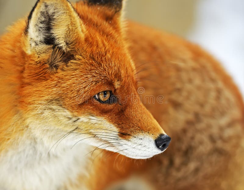 Portrait Foxes stock photo. Image of foxes, portrait - 37897622