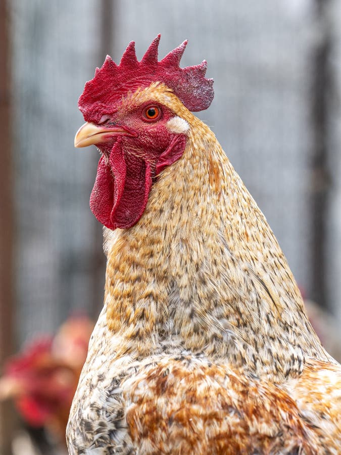 Portrait of Free Beautiful Rooster Stock Photo - Image of bird, fowl ...