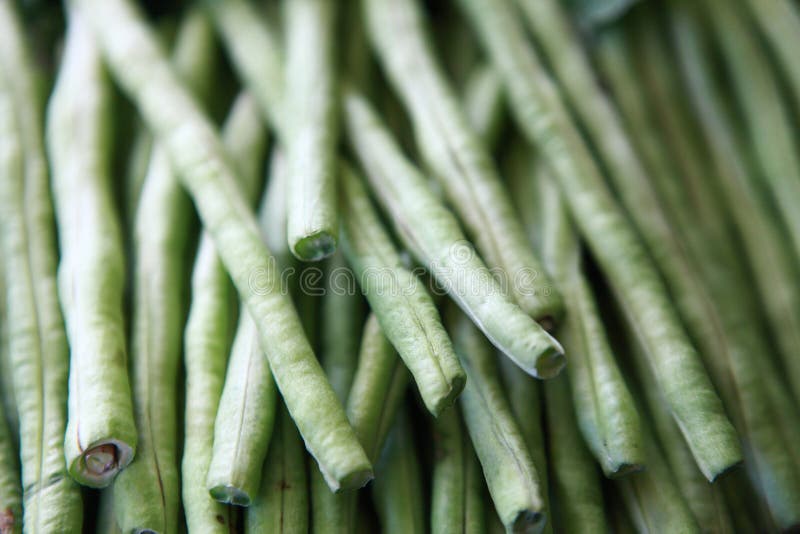 Portrait of Fresh Hard Peas Stock Photo - Image of soil, portrait ...