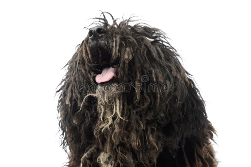 Portrait of a Friendly Puli Stock Image - Image of mediumsized, indoors ...