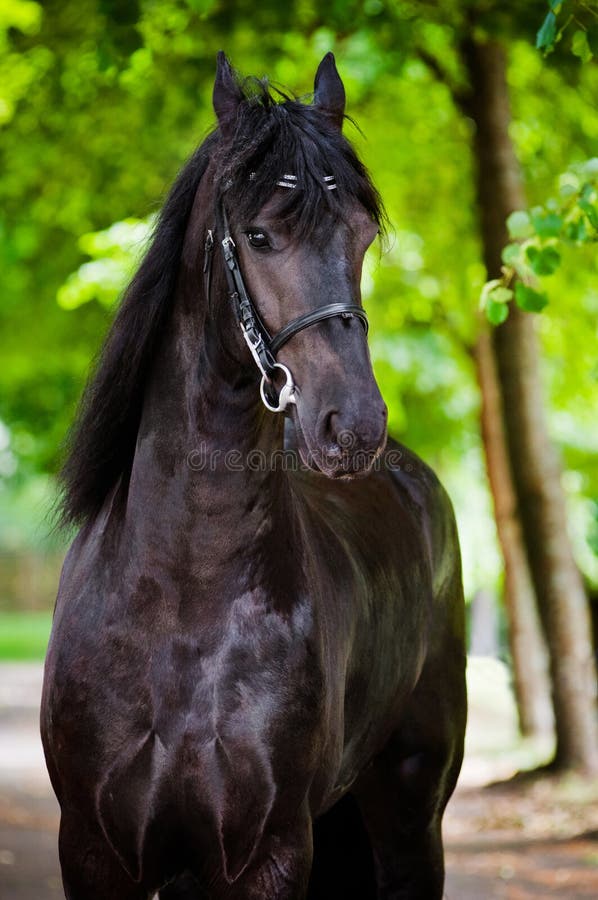 Portrait frison de cheval image stock. Image du élégance - 32399653