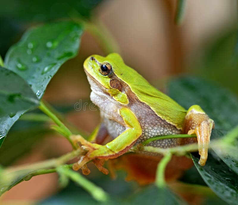 Portrait of Frog stock image. Image of tree, toad, branch - 29942219