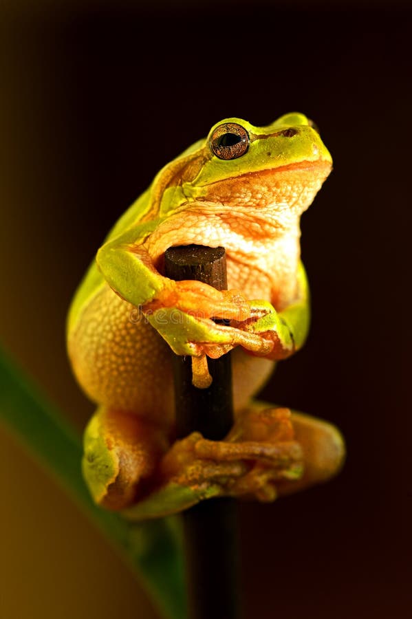 Portrait of Frog stock photo. Image of fearful, branches - 29942222